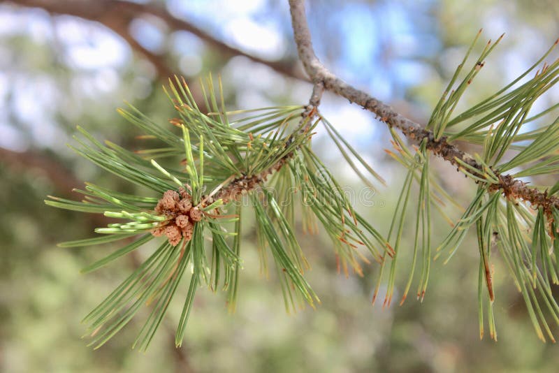 Close Up of a Pine Tree Branch Stock Photo - Image of closeup, plant ...