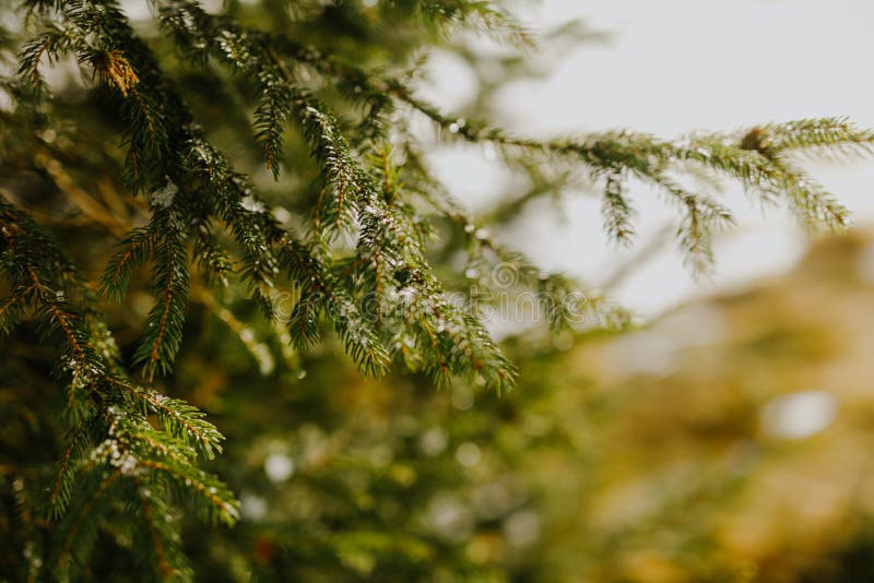 Close Up of Pine Tree Branch in Winter Stock Image - Image of nature ...
