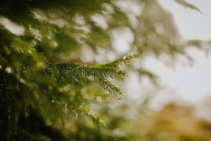 Close Up of Pine Tree Branch in Winter Stock Photo - Image of frost ...