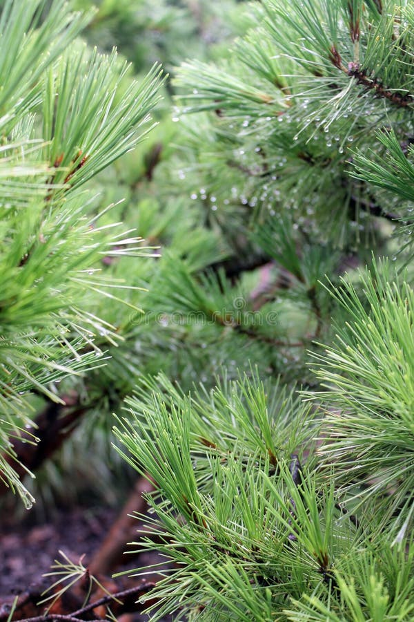 Close Up of Pine Tree Branches Stock Photo - Image of close, nature ...