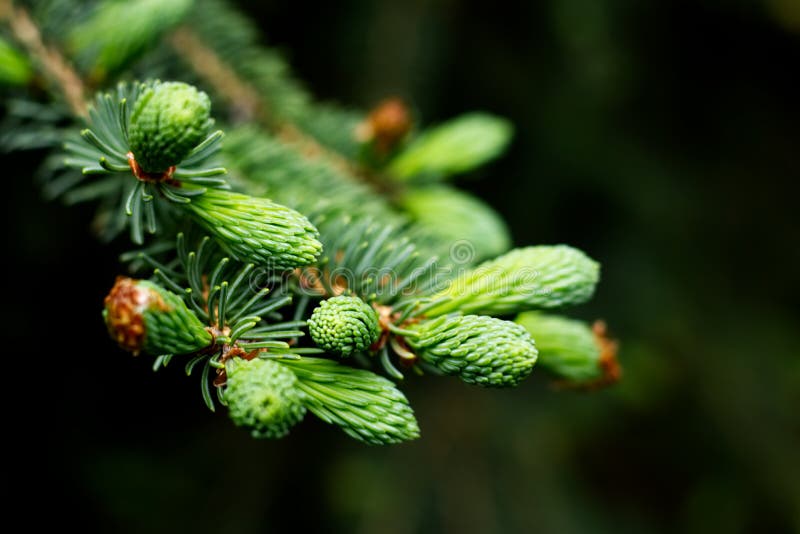 Close-up of pine tree buds stock image. Image of twig - 134424211