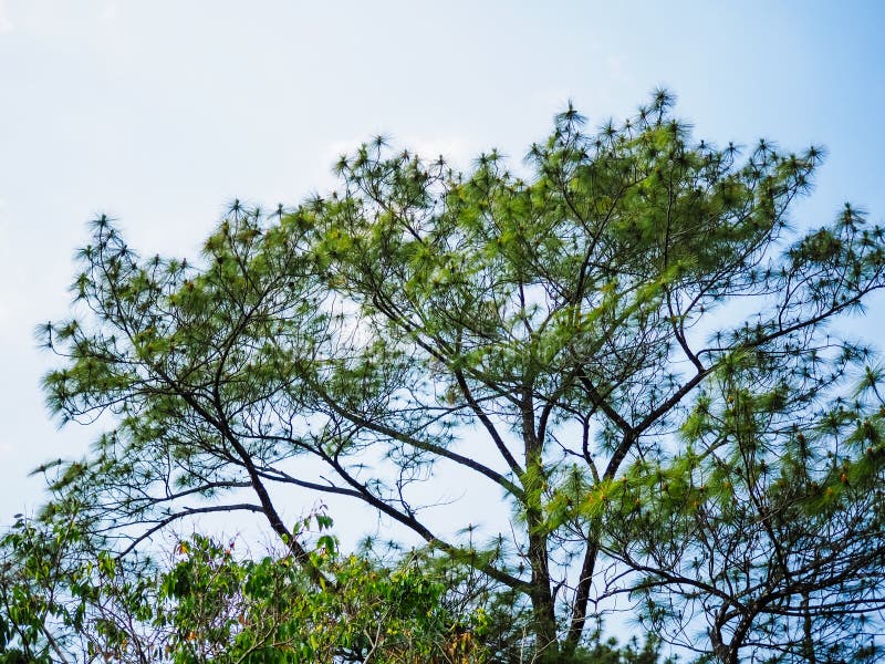 Single Tree Grass Hill Blue Sky Background Sunshine Lush Green Stock ...