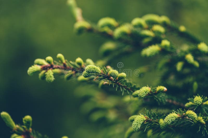 Close up of pine tree stock photo. Image of coniferous - 138676432