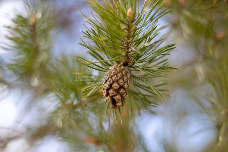 Close Up of a Pine Tree Cone Stock Image - Image of season, black ...