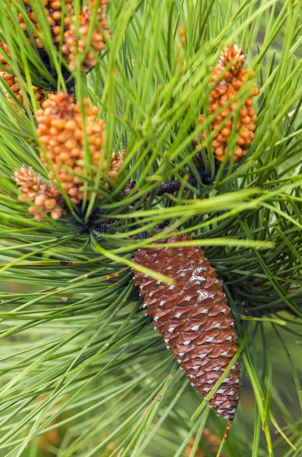 Pine tree flower in bloom stock photo. Image of mountain - 119041102
