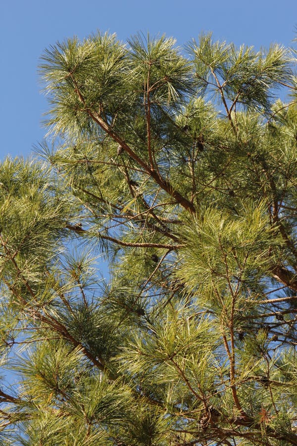 Close Up of Pine Tree Growing in Forest Stock Photo - Image of ...