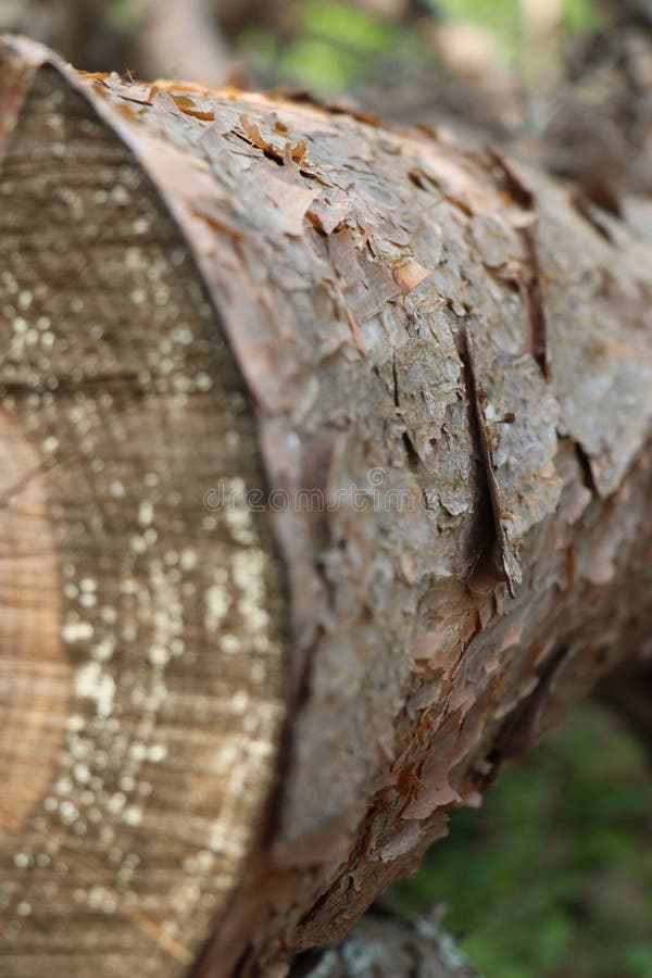Close-up of Peeling Orange Brown Shortleaf Pine Tree Log Bark Stock ...