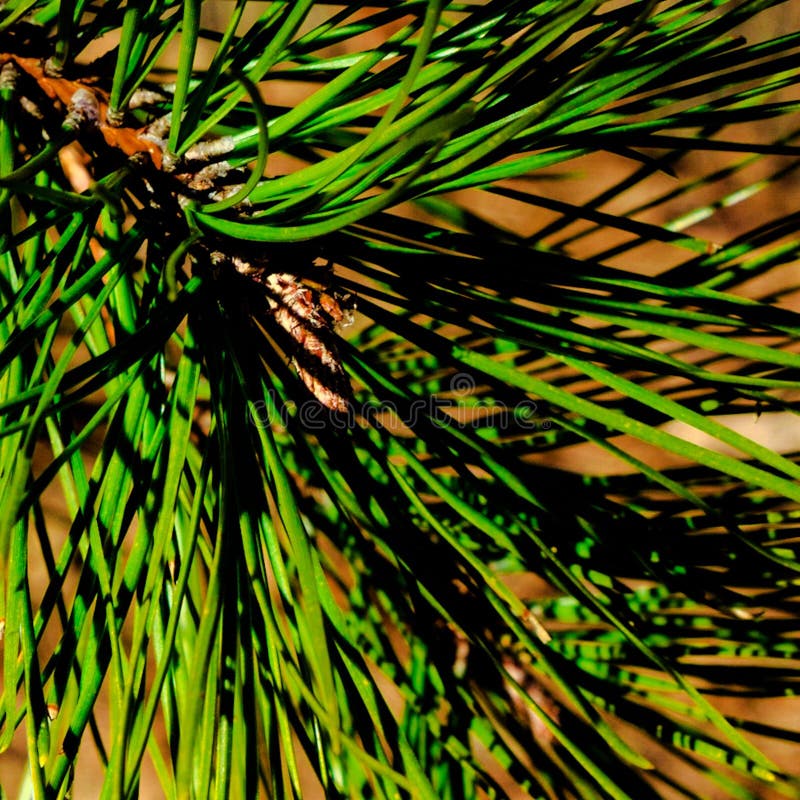 Close Up of Pine Tree Needles Stock Image - Image of close, cones ...