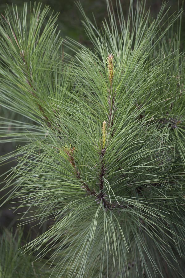 Close Up of Pine Tree stock image. Image of foliage, bark - 85663261