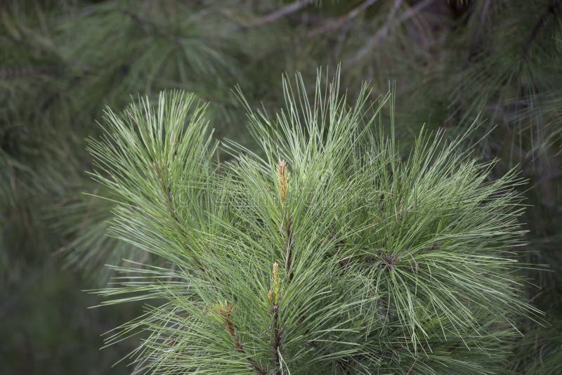 Close Up of Pine Tree stock photo. Image of bright, deciduous - 85663308