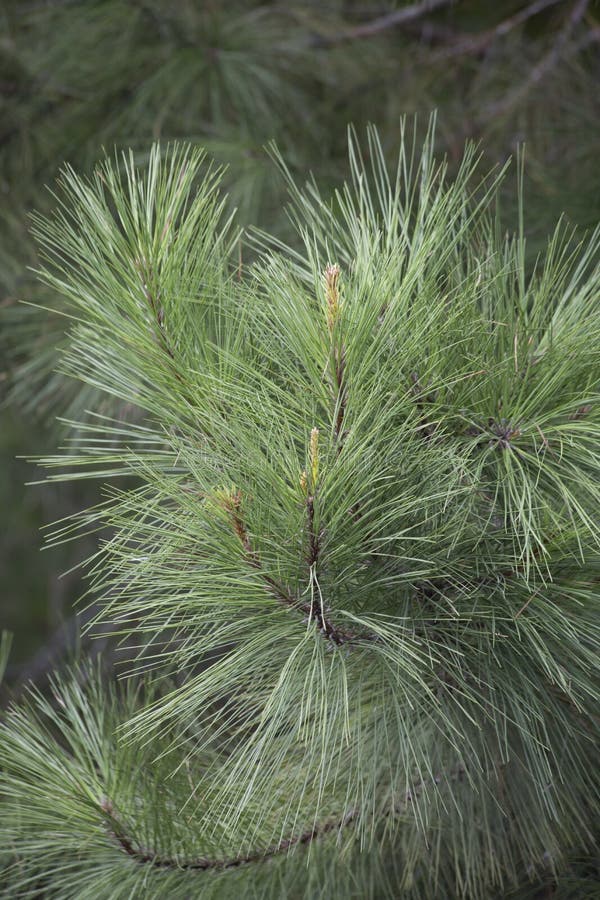 Close Up of Pine Tree stock photo. Image of leaf, park - 85663434