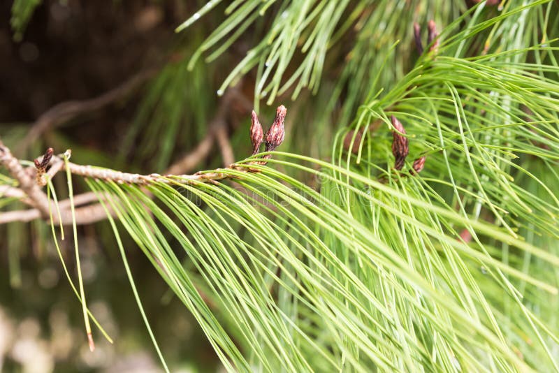 Close Up of Pine Tree (Pinus Halepensis Stock Photo - Image of closeup ...