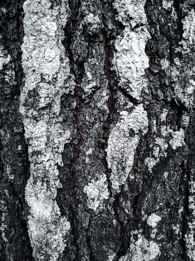 Close Up Pine Tree Texture stock image. Image of coniferous - 212509783