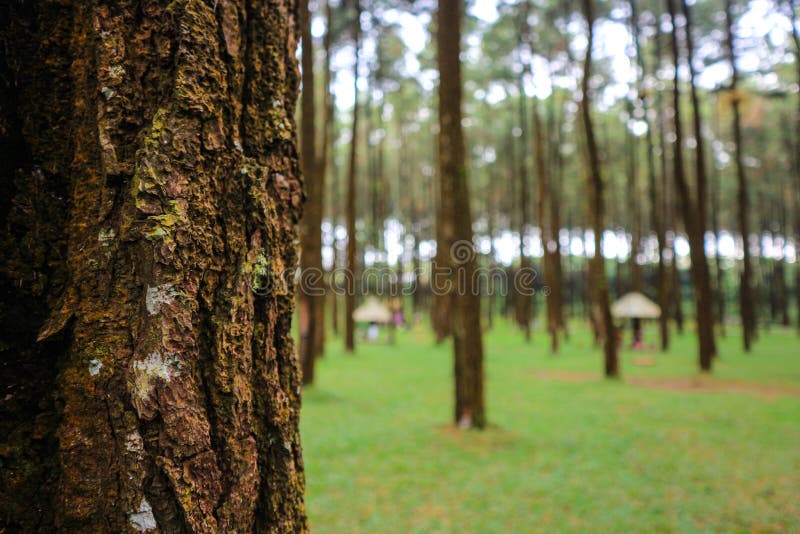 Close Up of a Pine Tree Trunk in a Forest Stock Image - Image of dense ...