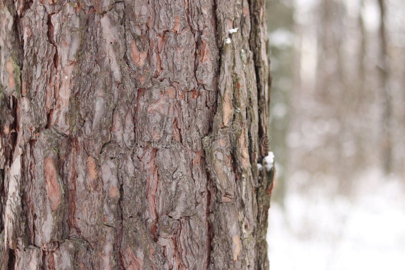 Close-up of a Pine Tree Trunk in a Forest in Winter Stock Photo - Image ...