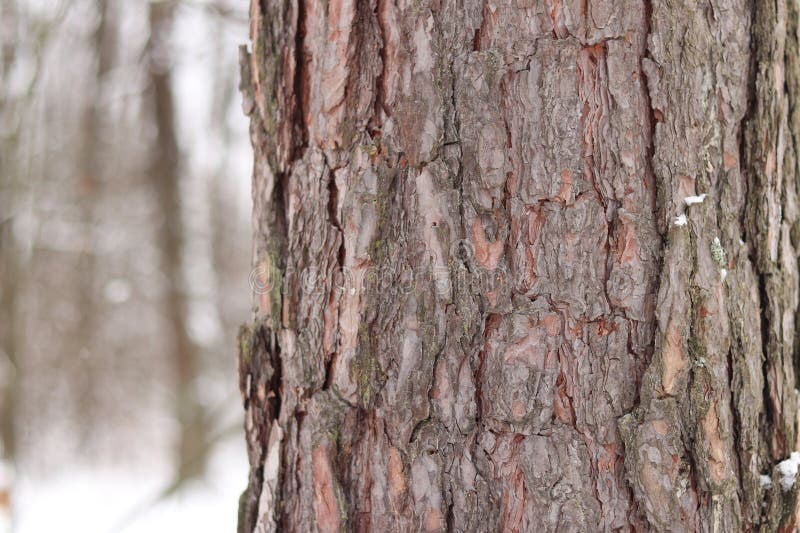 Close-up of a Pine Tree Trunk in a Forest in Winter Stock Photo - Image ...