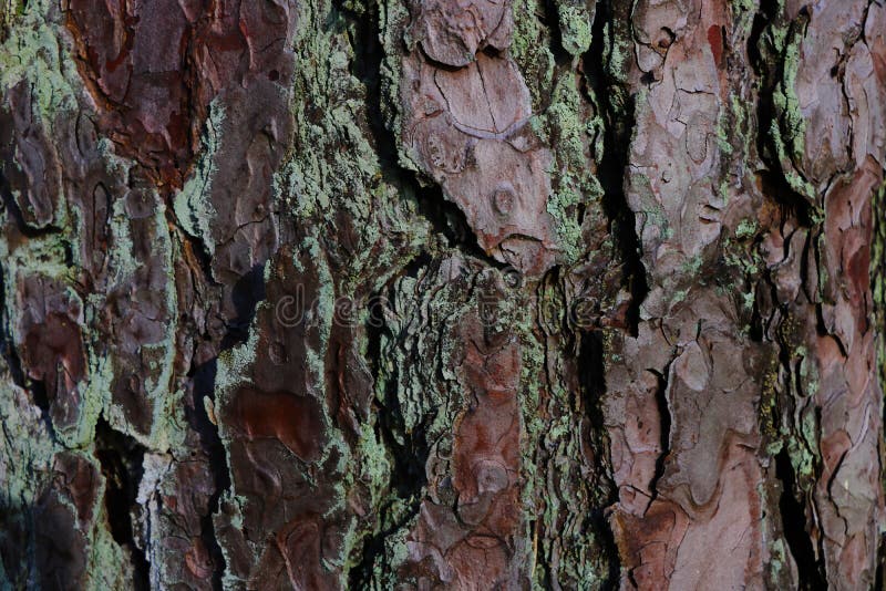Close-up on a Pine Tree Trunk. Wood Texture, Background Stock Photo ...