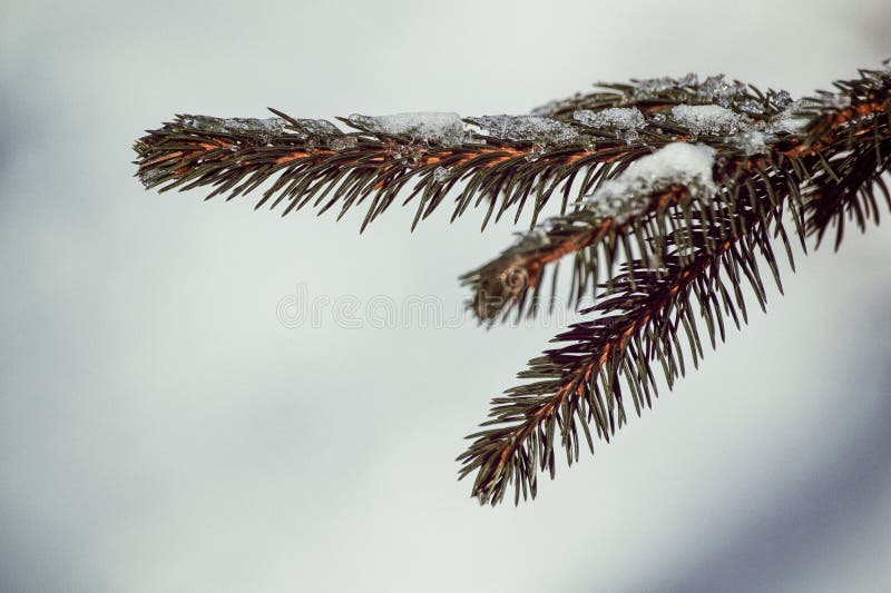Close Up of Pine Tree during Winter Stock Photo - Image of tints ...