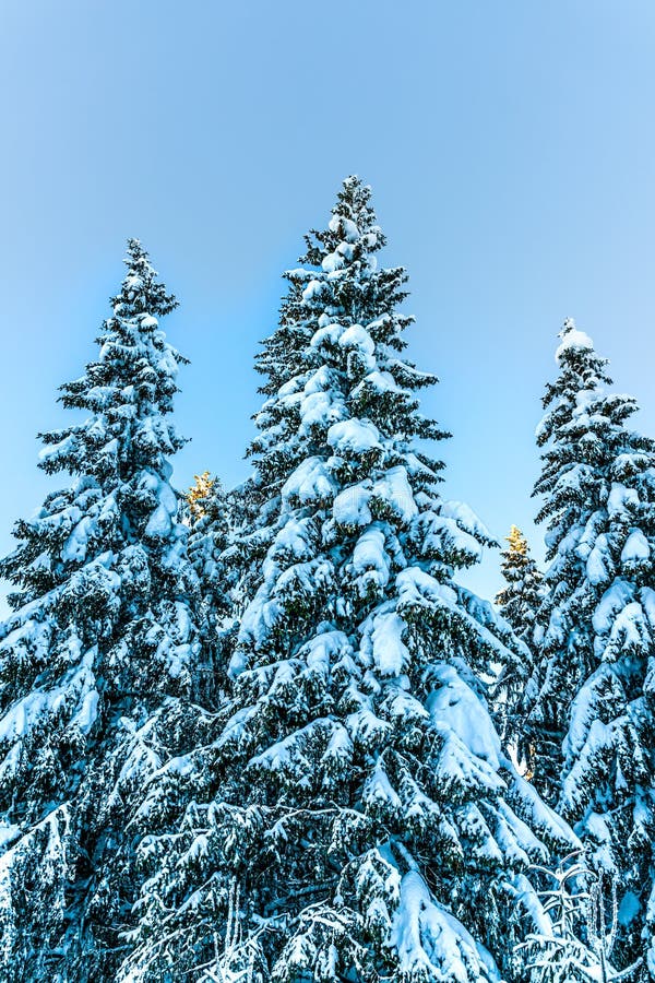 Close Up of Pine Trees Covered with Heavy Snow on Cold Evening Stock ...