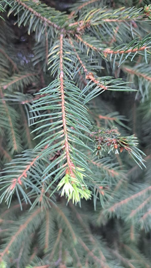 Close-up Pine Twig, Green Tree Stock Image - Image of twig, close ...