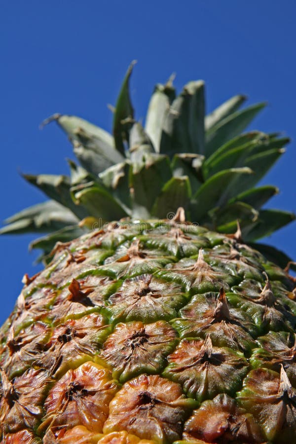 Close Up Of Pineapple Picture. Image: 2026413