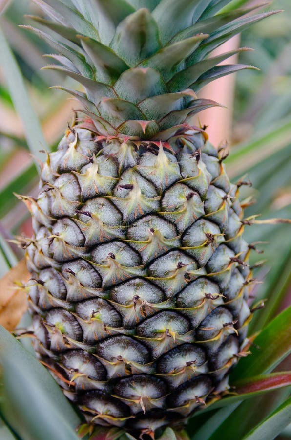 Close up of pineapple stock photo. Image of summer, food - 113560648