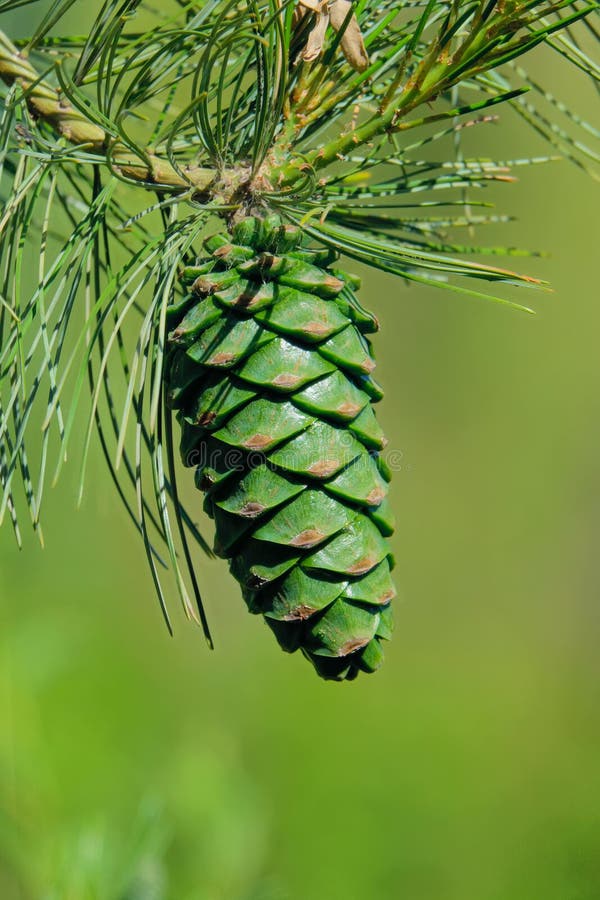 Eastern White Pine stock photo. Image of strobus, scientific - 184927396