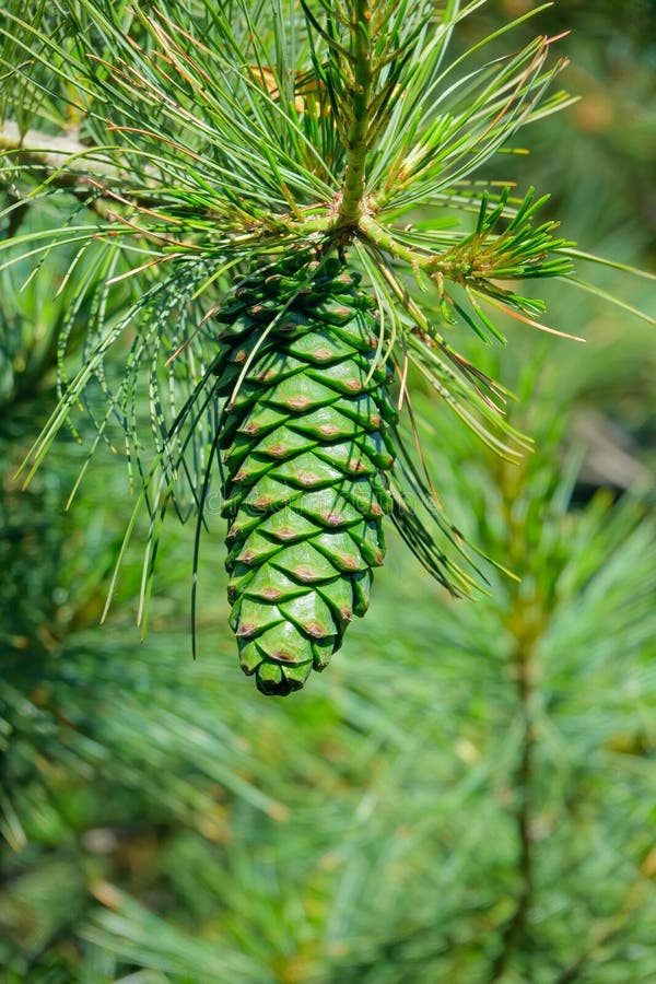 Eastern White Pine stock photo. Image of scientific - 184927270