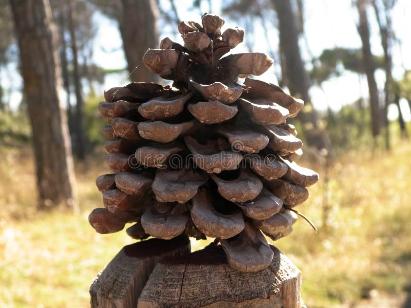 Pinecone of a tree stock image. Image of tree, nature - 265598669