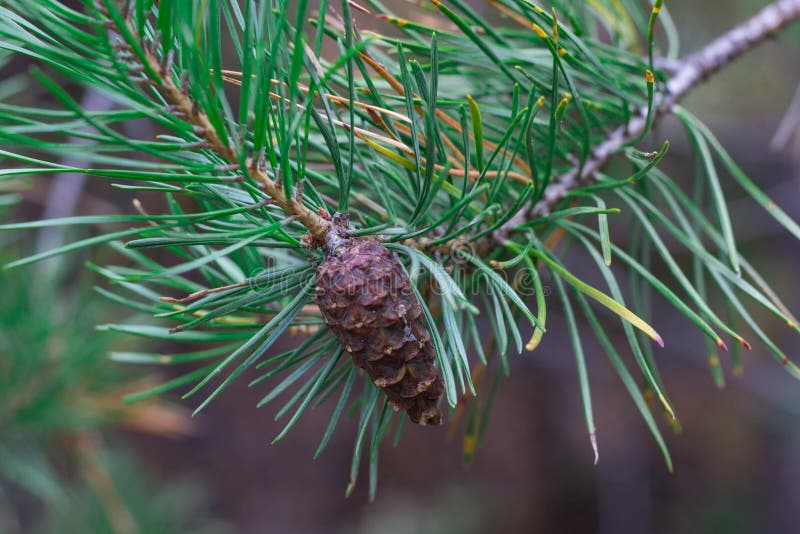 Close-up of Pinecone on Pine Tree Branch in Forest Stock Photo - Image ...