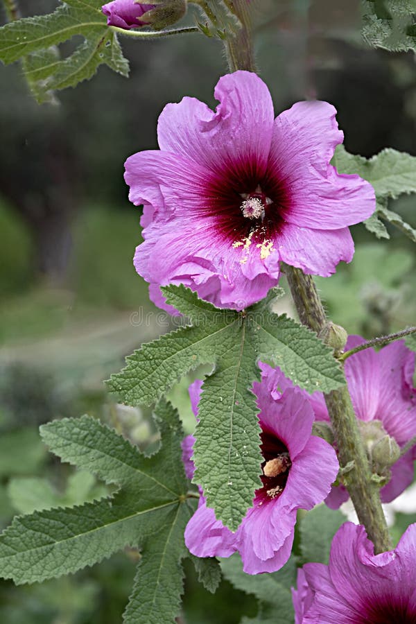 Pink Alcea setosa stock photo. Image of colorful, flower - 313290758