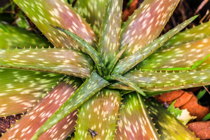 Pink Aloe Vera Stock Image Image Of Pink Garden Nature 71404563