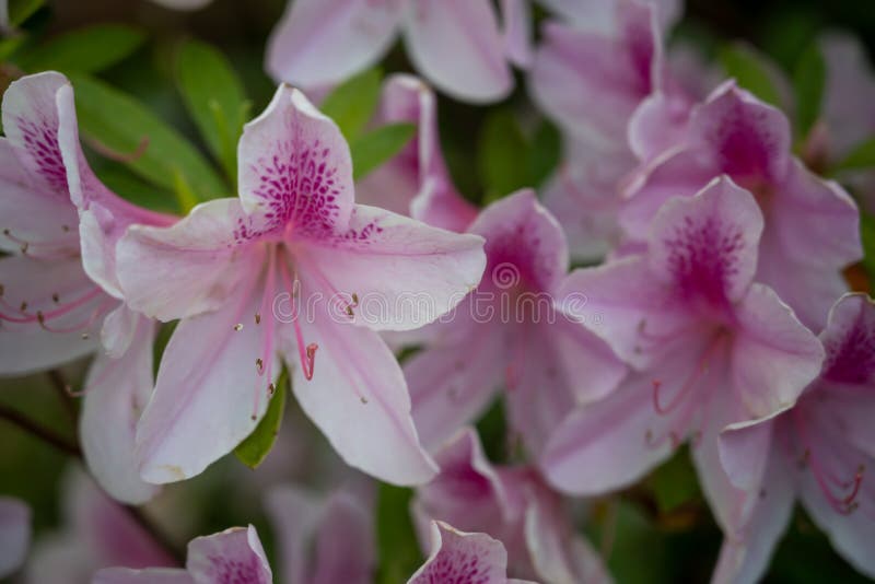 Azalea Bloom with Yellow Butterfly Sampling Pollen Stock Image - Image ...