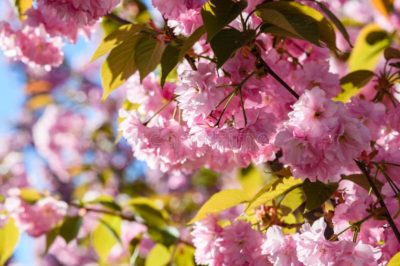Close-up of a Pink Cherry Blossom Branch Stock Photo - Image of sakura ...