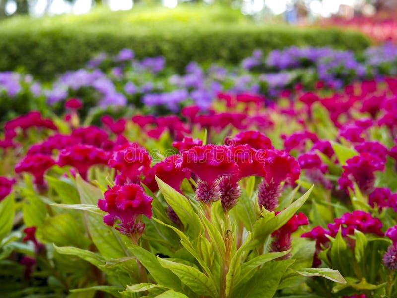 Close-up of Pink Cockscomb Flower or Celosia Argentea in the Garden ...