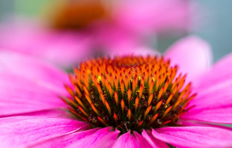 Macro Of A Pink Cone Flower Stock Image - Image of outdoor, blossom ...