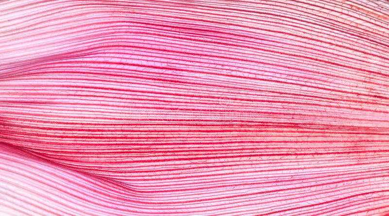 Close Up of Pink Corn Husk for Abstract Background Stock Image - Image ...