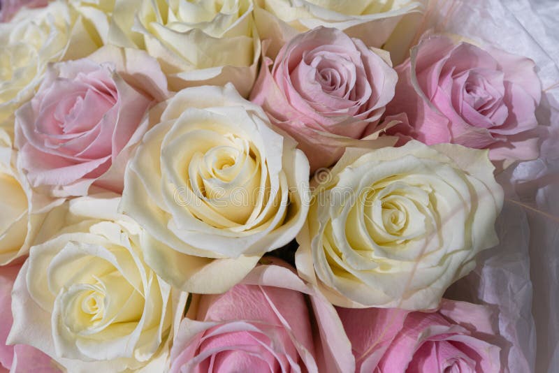 Cream roses stock image. Image of nature, anniversary - 17034915