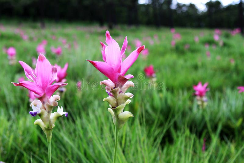 Close up pink curcuma stock photo. Image of leaves, herb - 15031402
