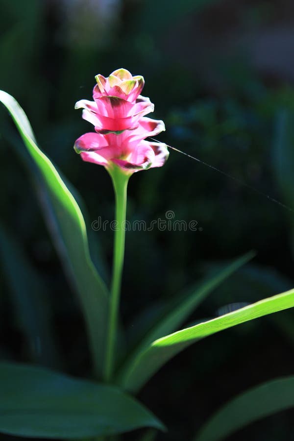 Close up pink curcuma stock image. Image of flower, flora - 15031727