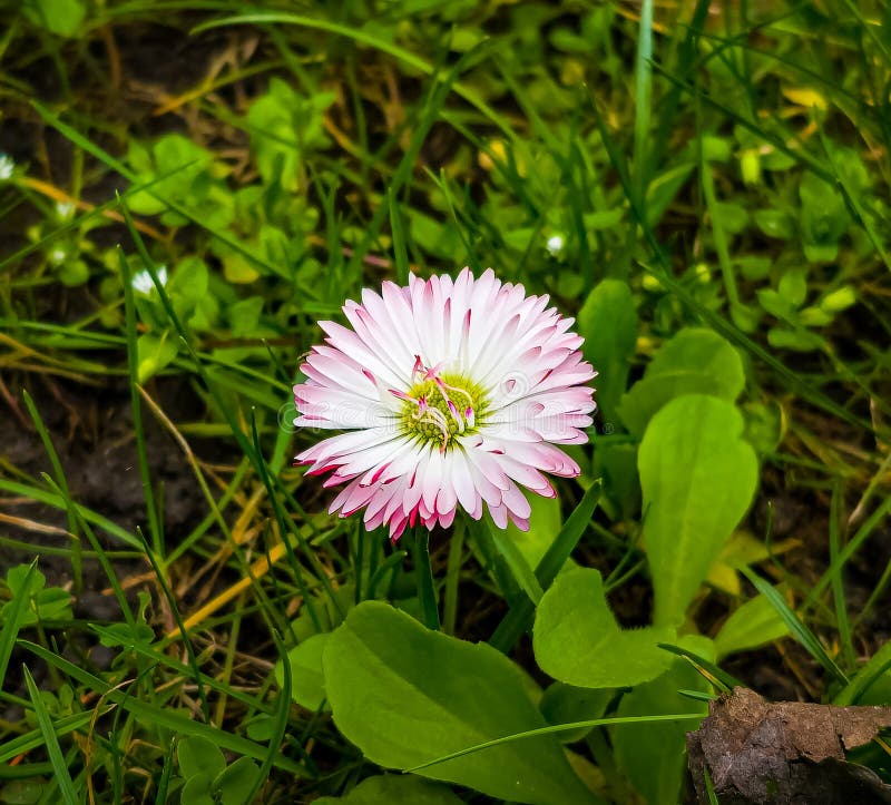 A Close Up of a Pink Daisy Flower in the Spring Sunshine Stock Image ...
