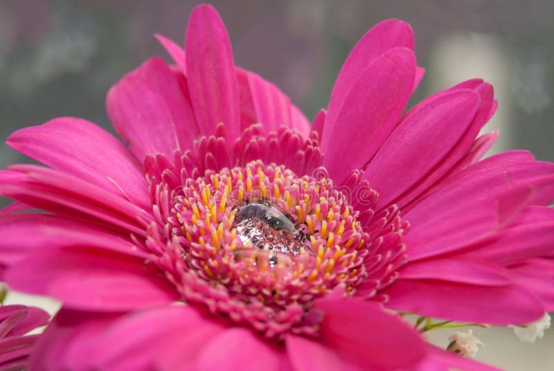 Pink Daisy Close Up with Water Drop on Button. Stock Image - Image of ...