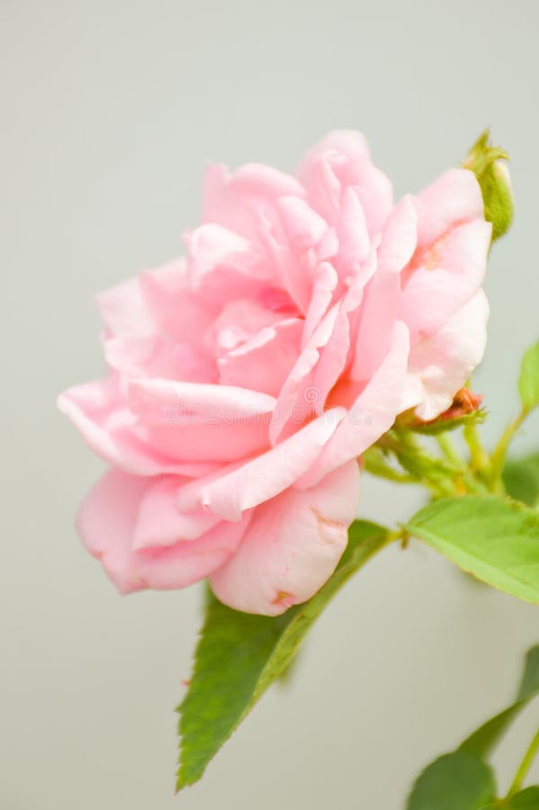 Pink Damask Rose Flower in Garden Stock Photo - Image of petal, beauty ...