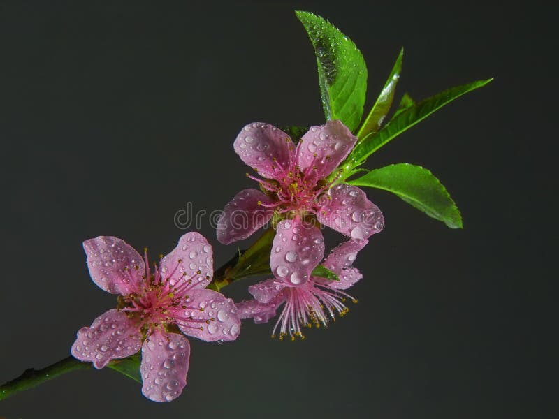 Close-up of pink flower stock image. Image of season, petal - 2152161