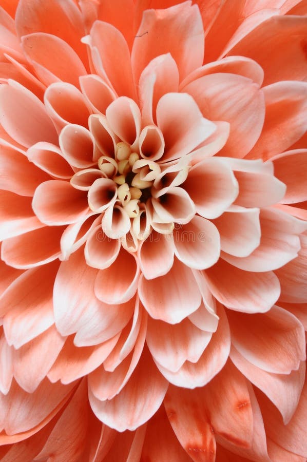 Textures Pink Flower Close-up Detail Stock Photo - Image of macro ...