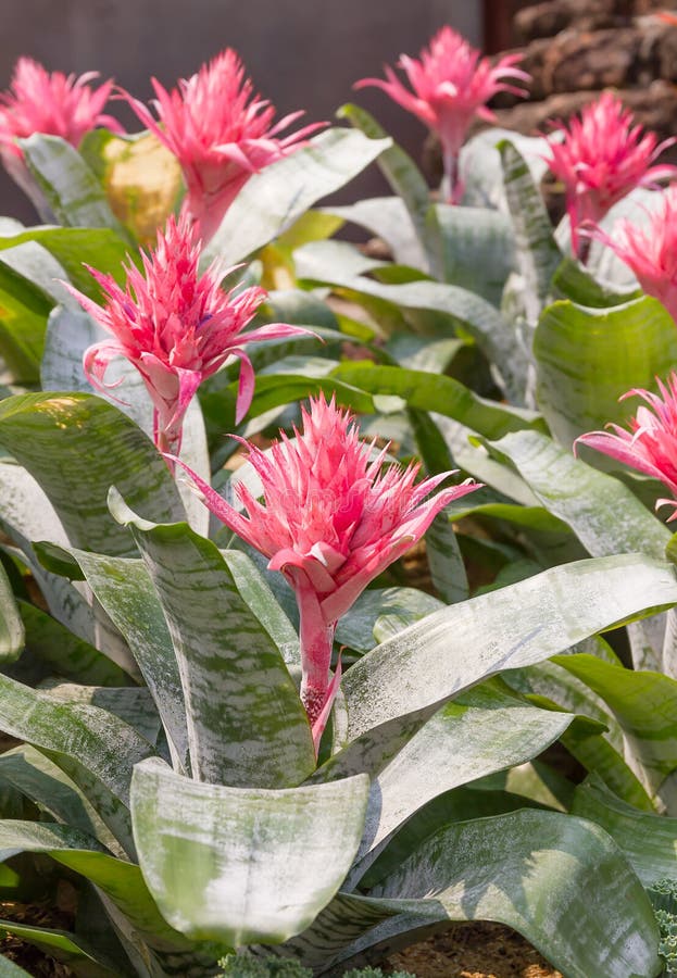 Close Up Pink Flower of Bromeliad Stock Image - Image of tropical ...