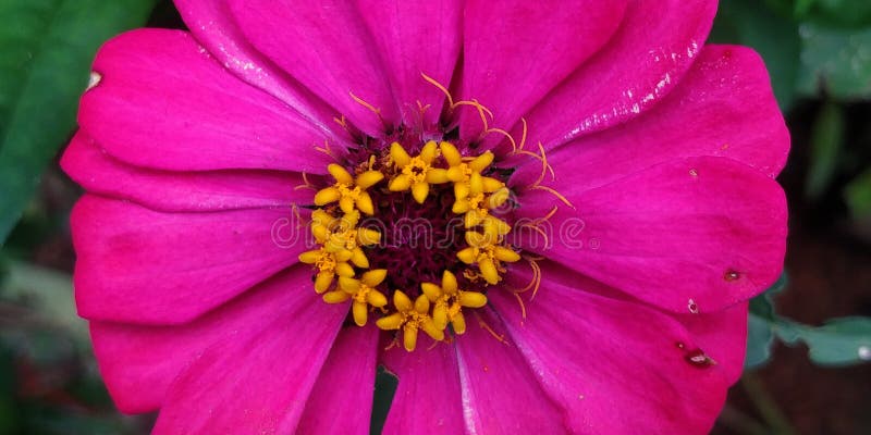 Close Up Pink Flower in the Garden Stock Photo - Image of pink, tree ...