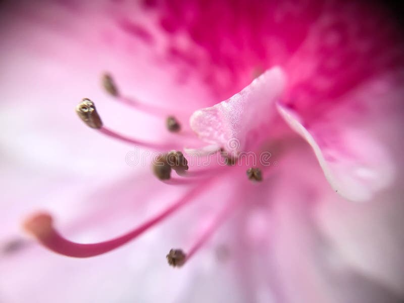 Close Up of Flower Pistil in Morning Stock Image - Image of close ...