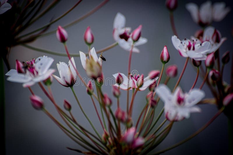 Flowering rush stock photo. Image of garden, grass, bloom - 21128672