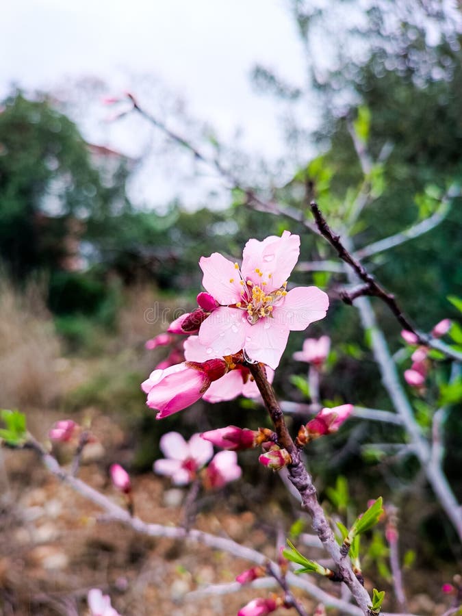Close Up of Pink Flowers. Pink and White Flowers . Stock Photo - Image ...